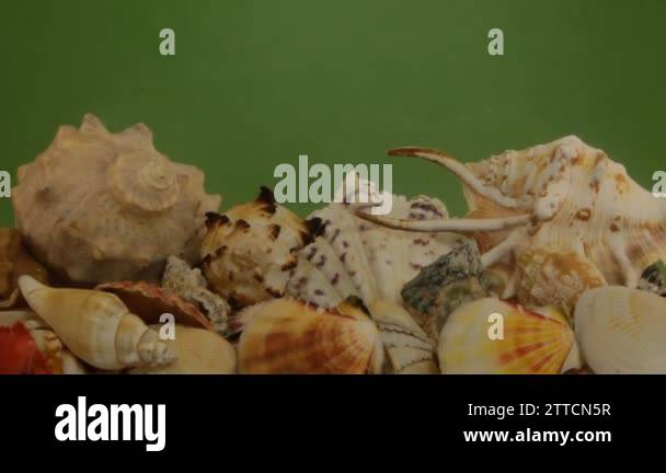 Zoom refraction of sun rays through water on seashells in green water ...