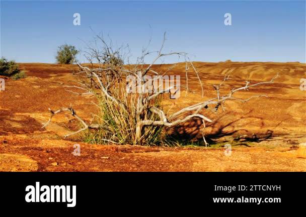 Australian spring weeds Stock Videos & Footage - HD and 4K Video Clips ...