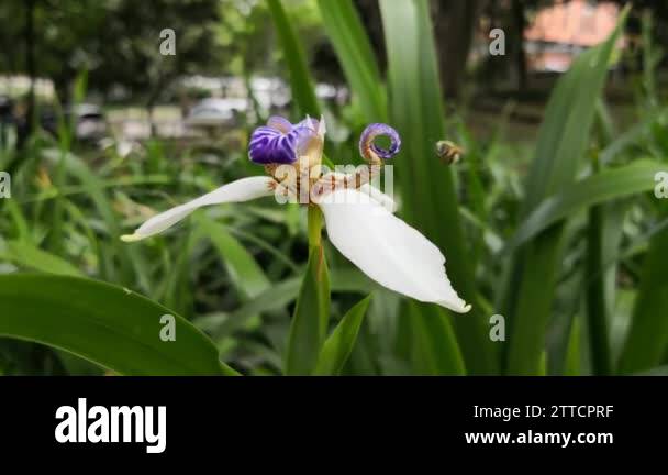 Important insects Stock Videos & Footage - HD and 4K Video Clips - Alamy