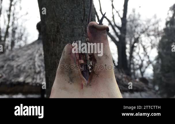 Abattoir pig slaughter house Stock Videos & Footage - HD and 4K Video ...