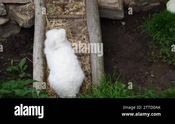Walking a rabbit Stock Videos & Footage - HD and 4K Video Clips - Alamy
