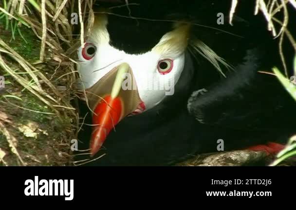 Hatchet Stock Videos & Footage - HD and 4K Video Clips - Alamy