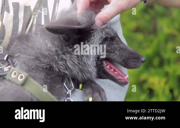 Muzzle fox Stock Videos & Footage - HD and 4K Video Clips - Alamy