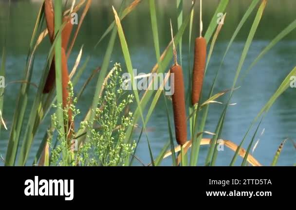 Typha latifolia typhaceae Stock Videos & Footage - HD and 4K Video ...
