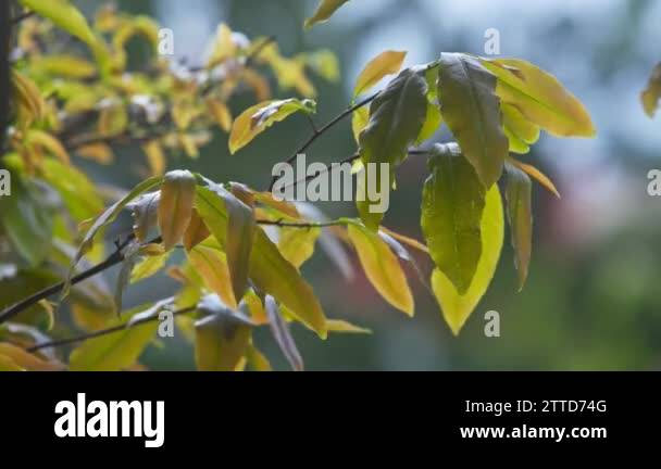 Holiday symbol Stock Videos & Footage - HD and 4K Video Clips - Alamy