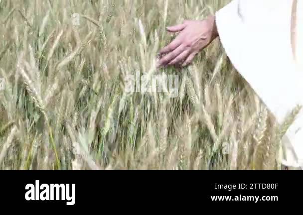 Close-up of womans hand running through wheat field, dolly shot. Filmed ...