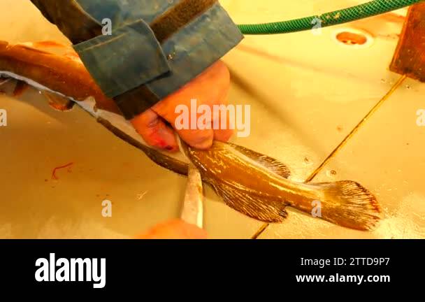 Gutting Common ling, the ling fish (Molva molva). . The operator makes ...