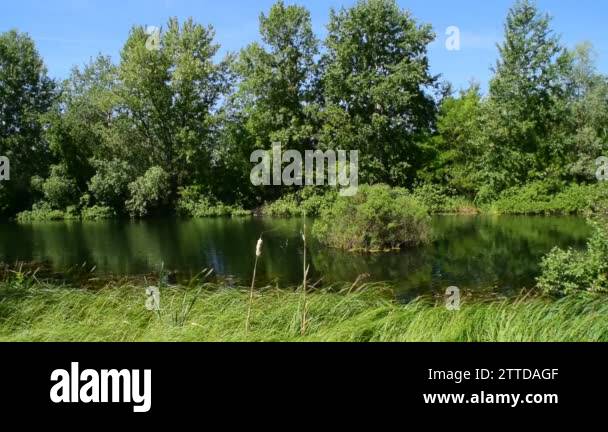 Underwater spiders Stock Videos & Footage - HD and 4K Video Clips - Alamy