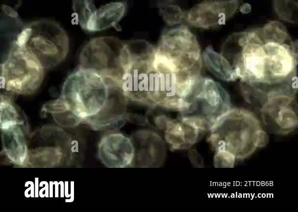 4k Plankton,transparent cells,tiny microbes under Microscope Stock ...