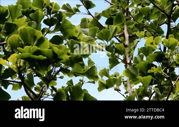 Ginkgo wood Stock Videos & Footage - HD and 4K Video Clips - Alamy