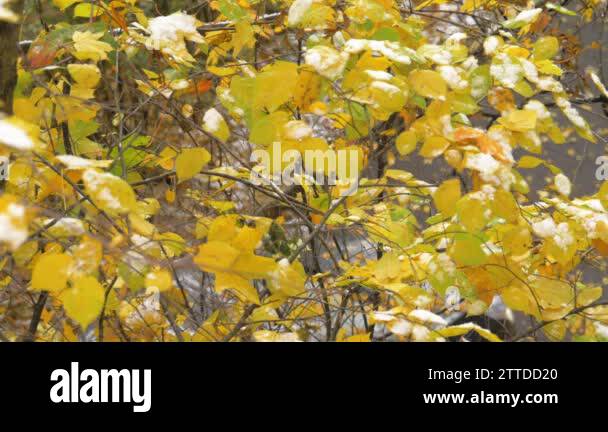 Tree with one leaf Stock Videos & Footage - HD and 4K Video Clips - Alamy