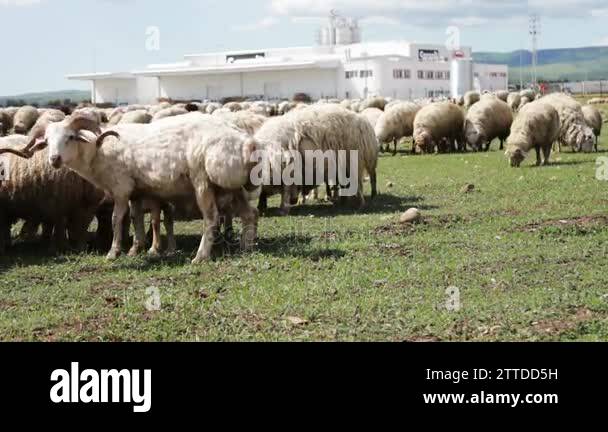 Herd of grazing white uncultivated sheep in Georgia.A group of sheep ...