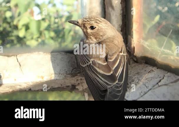 Waiting bird Stock Videos & Footage - HD and 4K Video Clips - Alamy
