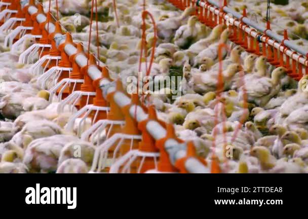 Chicken Farming Business / Chickens for fattening on a modern poultry ...