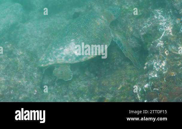 a feeding green sea turtle at isla santiago in the galapagos islands ...