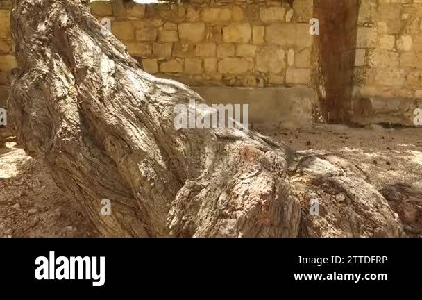 Olive tree mosque Stock Videos & Footage - HD and 4K Video Clips - Alamy