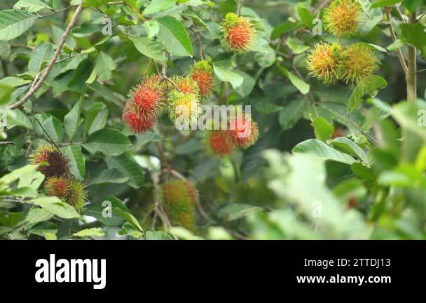 Farm for fruits Stock Videos & Footage - HD and 4K Video Clips - Alamy