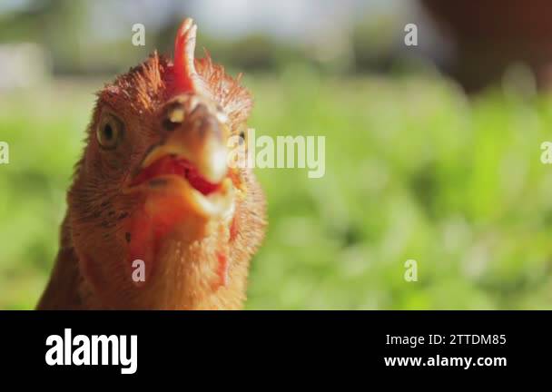 Funny chicken face bird Stock Videos & Footage - HD and 4K Video Clips ...