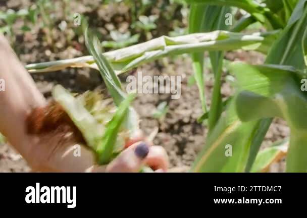Picking corn field Stock Videos & Footage - HD and 4K Video Clips - Alamy