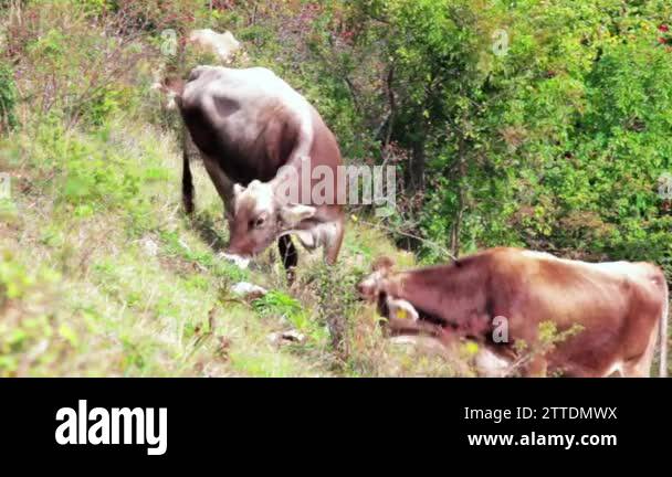 Cows with identification tags Stock Videos & Footage - HD and 4K Video ...