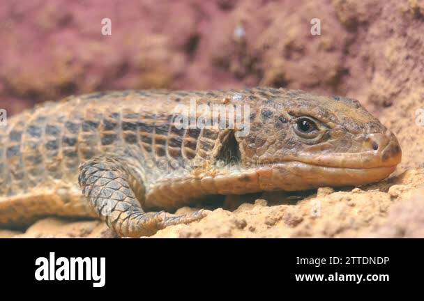Gerrhosauridae Stock Videos & Footage - HD and 4K Video Clips - Alamy