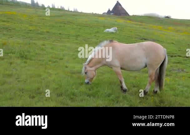 Fjord horses Stock Videos & Footage - HD and 4K Video Clips - Alamy