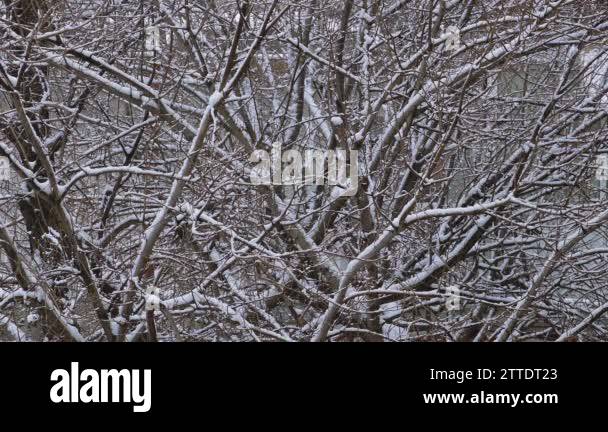 Tree branches with falling snow during winter season cold environment ...