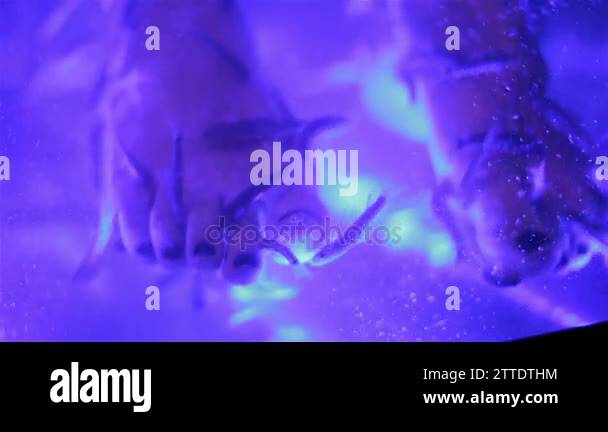 Kangal fish garra Stock Videos & Footage - HD and 4K Video Clips - Alamy