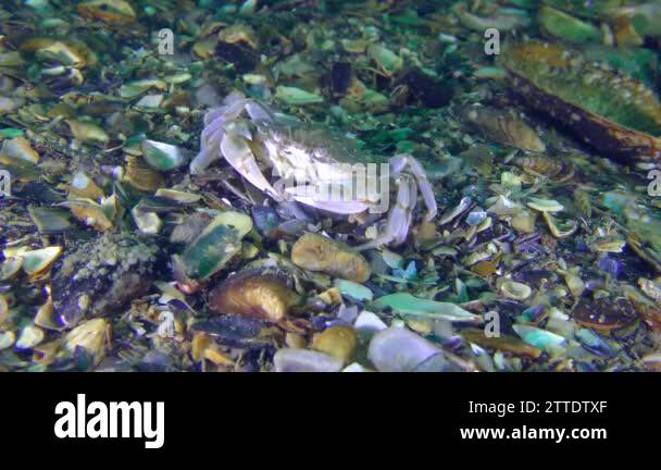 Swimming crab puts the mussel shell in its mouth with its claws Stock ...