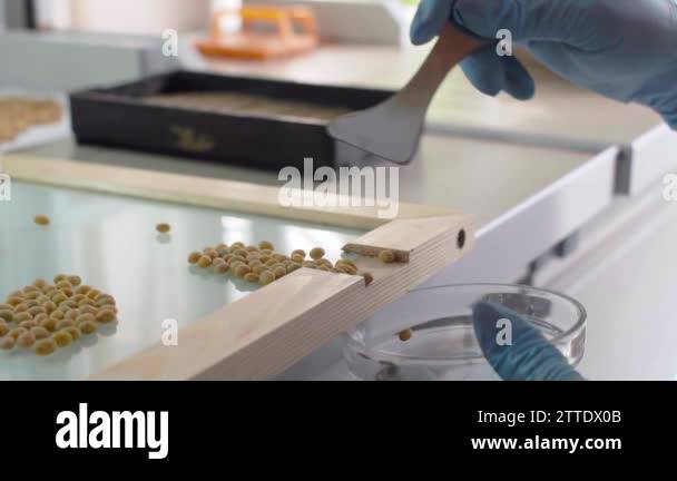 Lab testing crops Stock Videos & Footage - HD and 4K Video Clips - Alamy