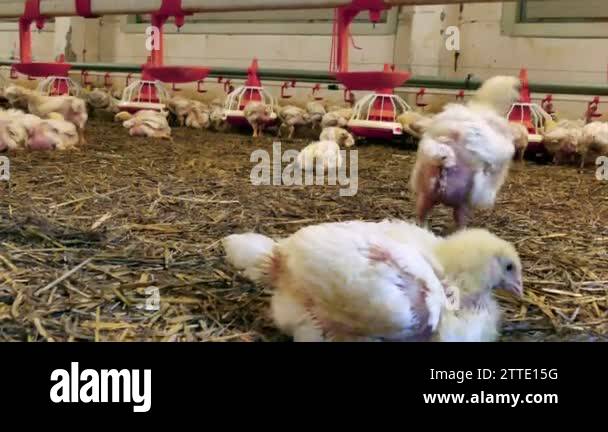 Chicken Farm, Poultry Production / Chickens for fattening on a modern ...