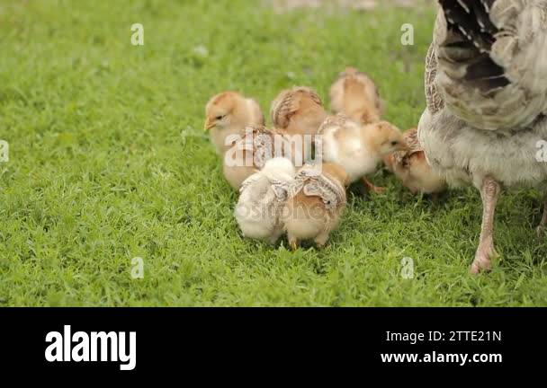 Green hen and chickens Stock Videos & Footage - HD and 4K Video Clips ...