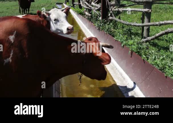 Cow drinks water from the trough. A cow wants to drink,Dairy cow ...