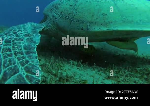 Leucism - Big male Green Sea Turtle (Chelonia mydas) with Remora fish ...