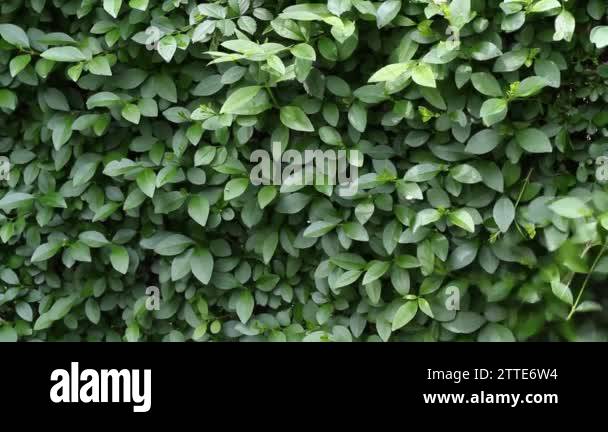 Hedge hedging Stock Videos & Footage - HD and 4K Video Clips - Alamy