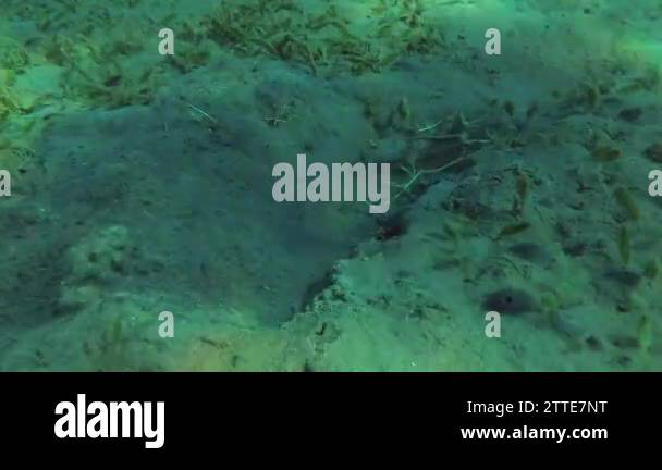 Symbiosis between Djeddah Snapping Shrimp (Djeddah Snapping Shrimp) and ...