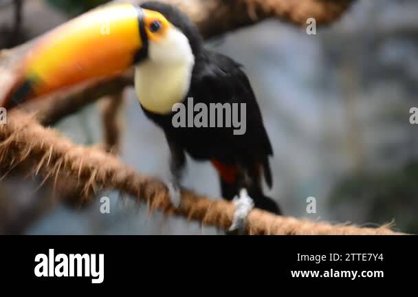 Red giant semi Stock Videos & Footage - HD and 4K Video Clips - Alamy