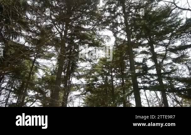 Pine trees crown sway in wind,metasequoia,Jungle,forest.exercise ...