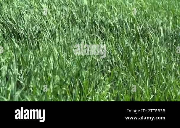 Wind fluttering Stock Videos & Footage - HD and 4K Video Clips - Alamy