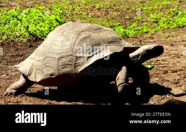 Galapagos tortoise complex or Galapagos giant tortoise complex ...