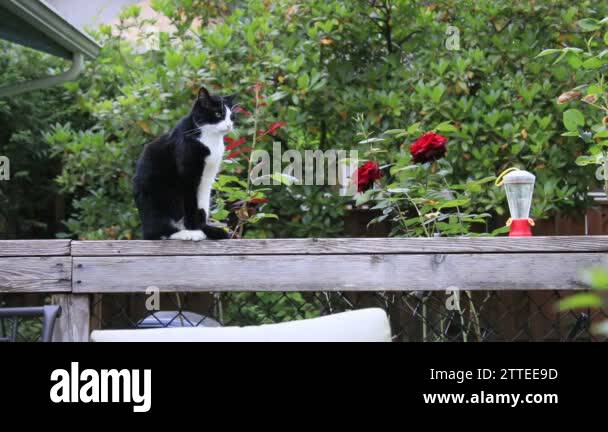 White cat red roses Stock Videos & Footage - HD and 4K Video Clips - Alamy