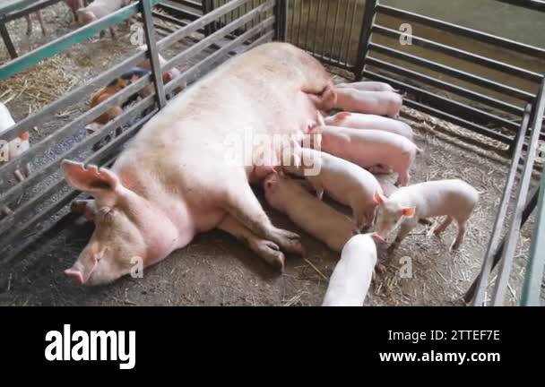 Pig farming sows sow housing Stock Videos & Footage - HD and 4K Video ...