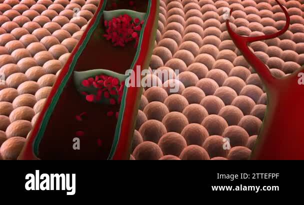 artery shown with a cut out section, Contraction of blood vessels, a ...