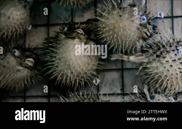 Globefish Stock Videos & Footage - HD and 4K Video Clips - Alamy