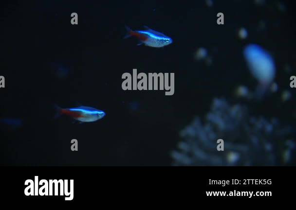 Freshwater fish fish Stock Videos & Footage - HD and 4K Video Clips - Alamy