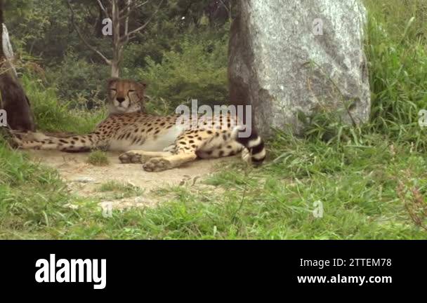 Cheetah and giraffe Stock Videos & Footage - HD and 4K Video Clips - Alamy
