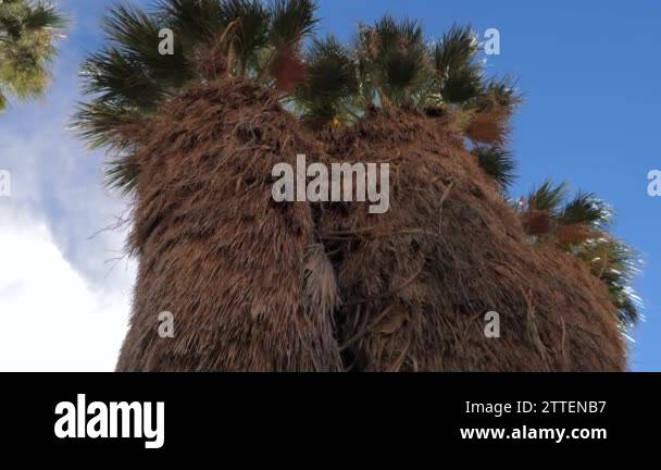 Panorama From Top Down, Palm Trees In The Desert, Which Was Never Cut ...