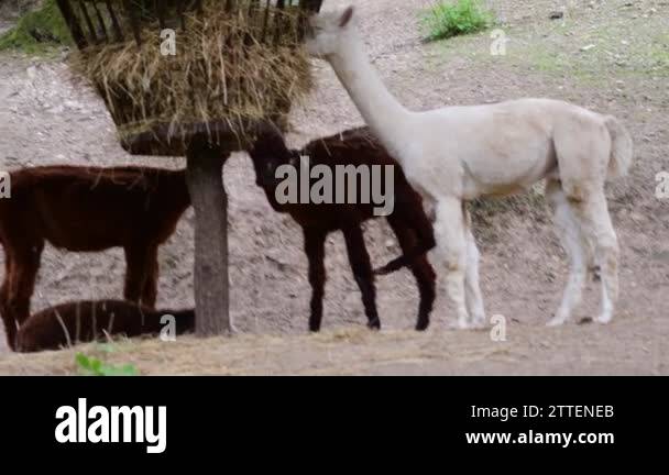 Alpaca. Geographic Range: the native range of Vicugna pacos includes ...