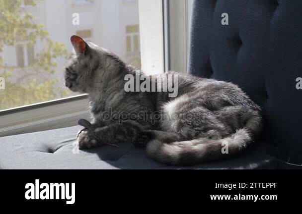 Black tabby smoke Stock Videos & Footage - HD and 4K Video Clips - Alamy