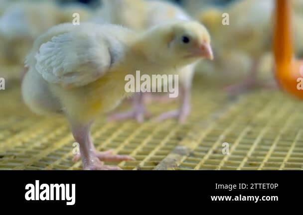 Funny baby chicken inside modern chicken farm. Modern poultry equipment ...